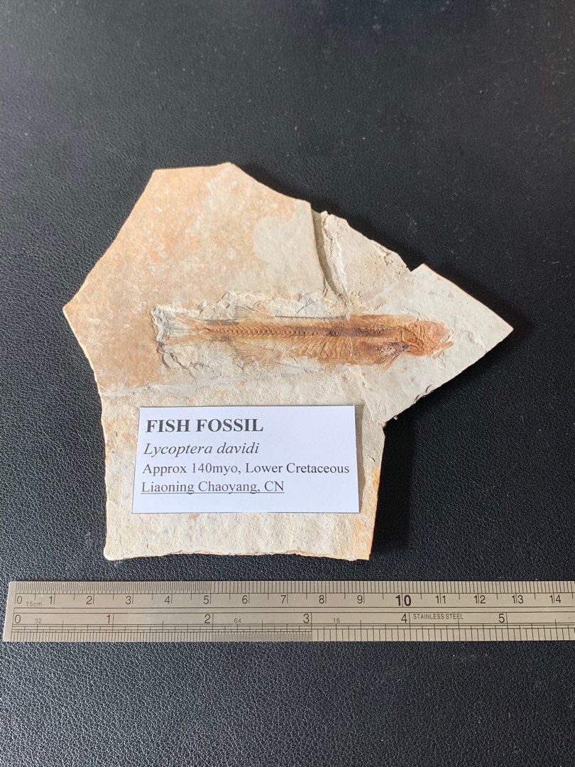 Lycoptera Fish Fossil, Hobbies & Toys, Memorabilia & Collectibles ...