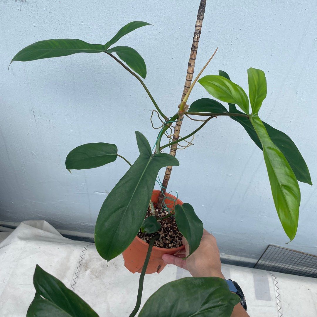 Philodendron 69686, Furniture & Home Living, Gardening, Plants & Seeds ...