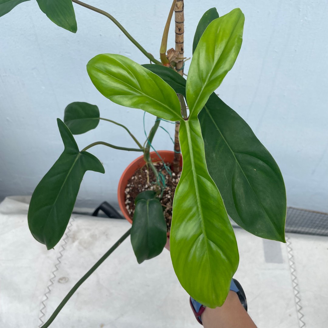 Philodendron 69686, Furniture & Home Living, Gardening, Plants & Seeds ...