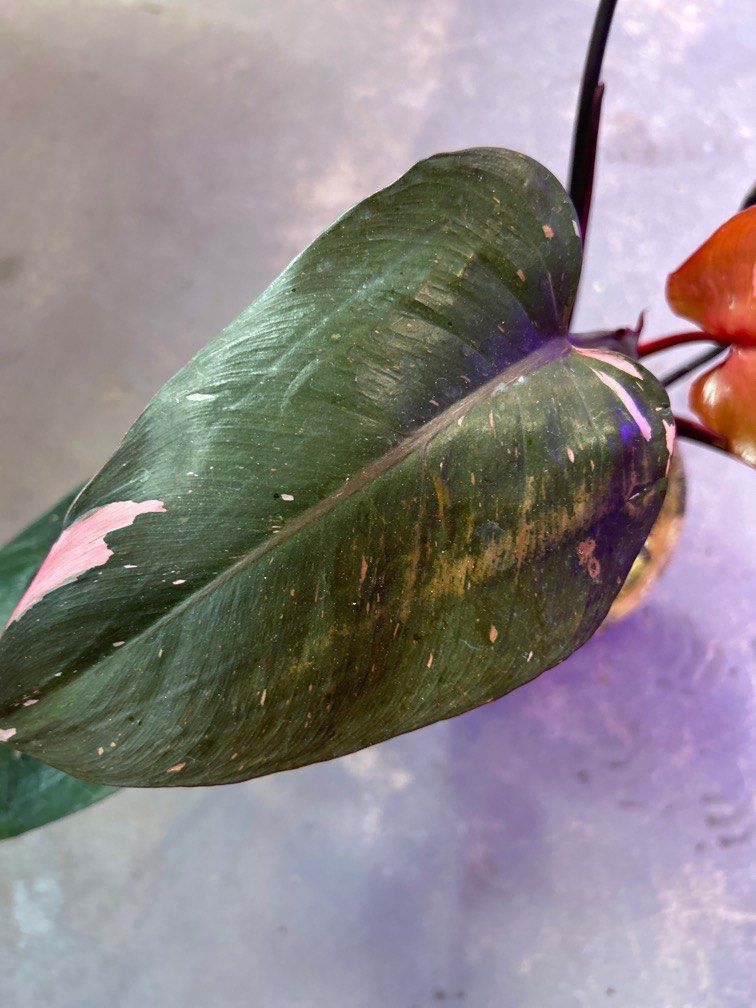 Philodendron Pink Princess, Furniture & Home Living, Gardening, Plants ...