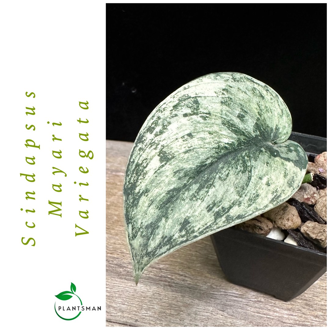 Scindapsus Mayari Variegated, Furniture & Home Living, Gardening ...