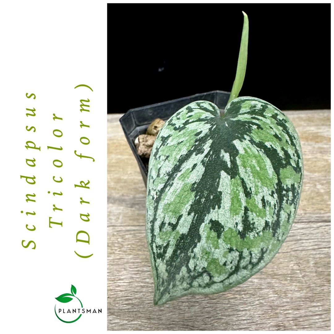 Scindapsus Tricolor Dark Form, Furniture & Home Living, Gardening ...