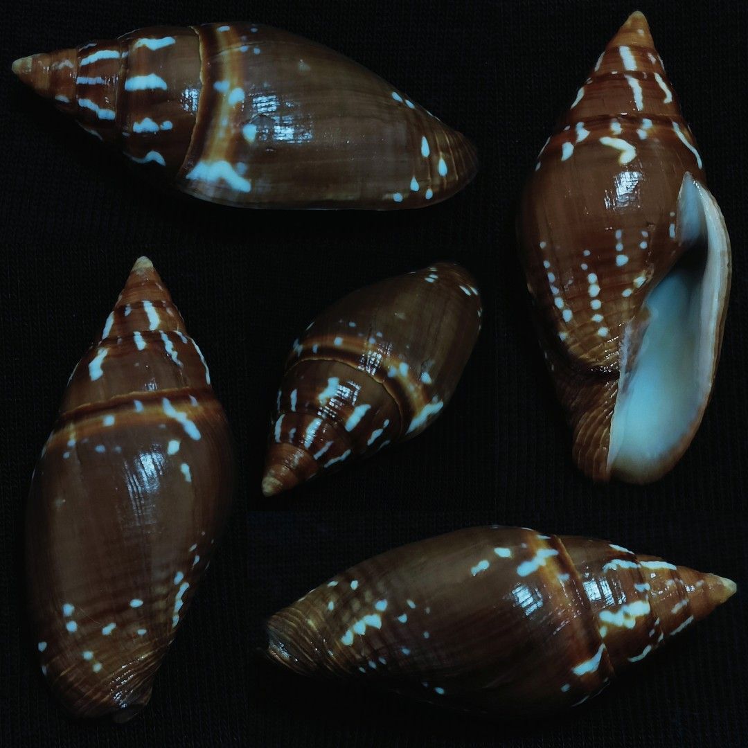 Seashell - Strigatella scutulata (Extra Large and Superb), Hobbies & Toys, Memorabilia ...