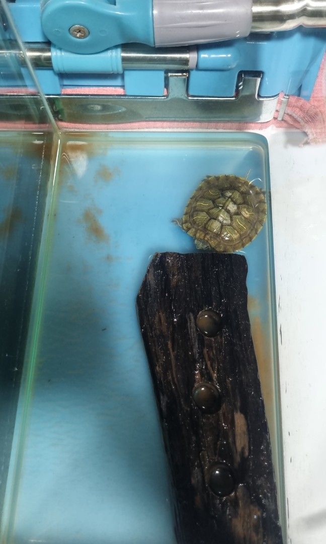 Turtle tank and turtle food, Pet Supplies, Pet Food on Carousell