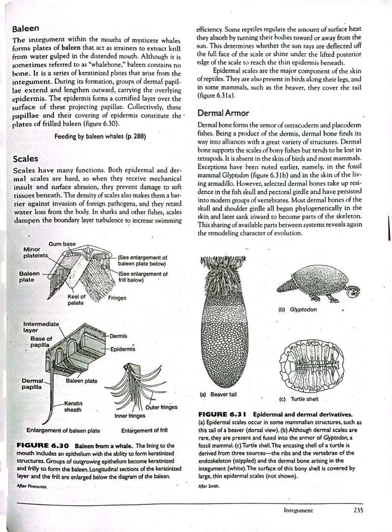 Vertebrates Comparative Anatomy (6th Ed.), Hobbies & Toys, Books ...