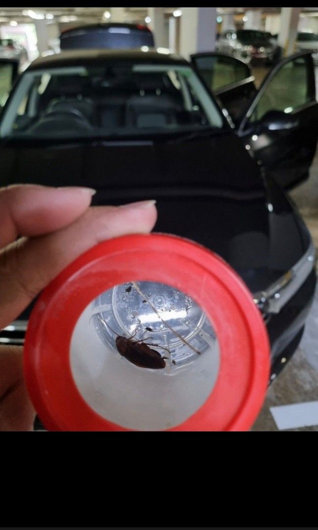 Island wide fumigation service, Car Accessories, Car Workshops ...