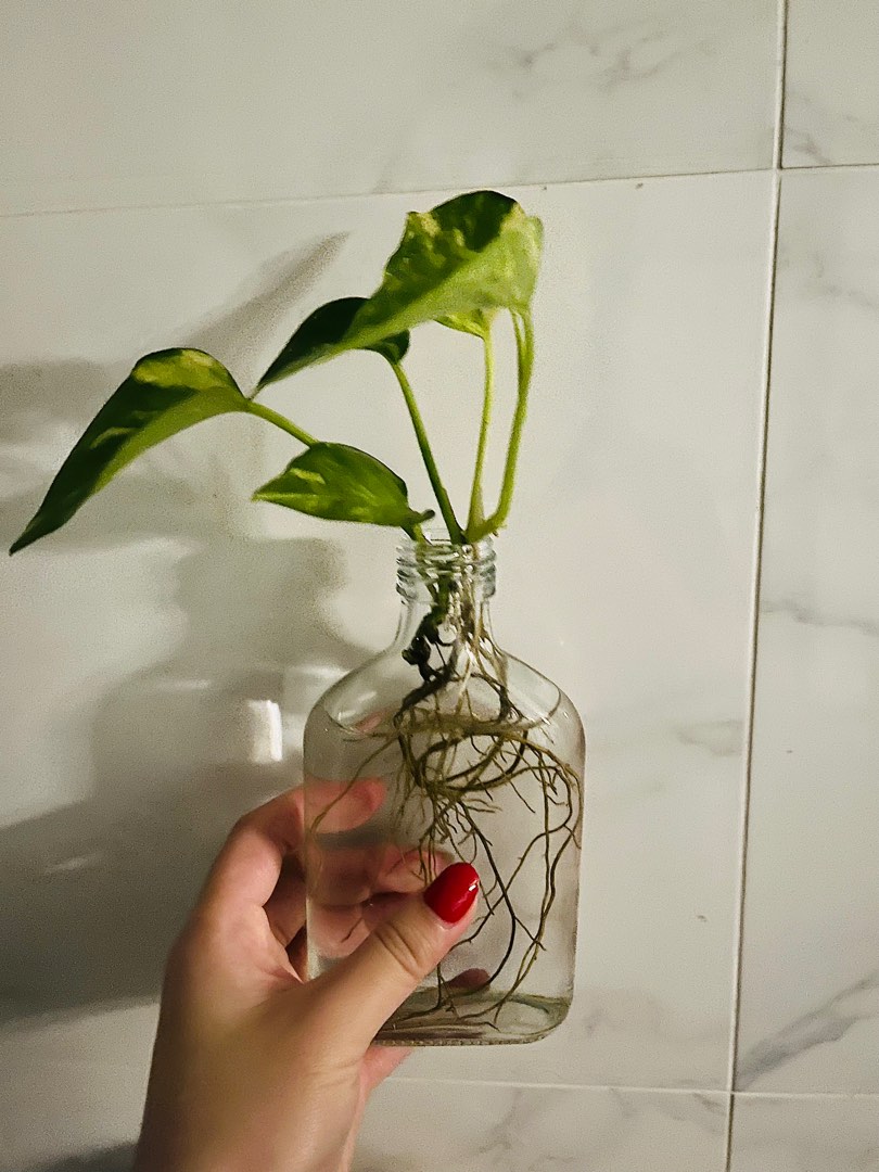 Money Plant (with jar), Furniture & Home Living, Gardening, Pots ...