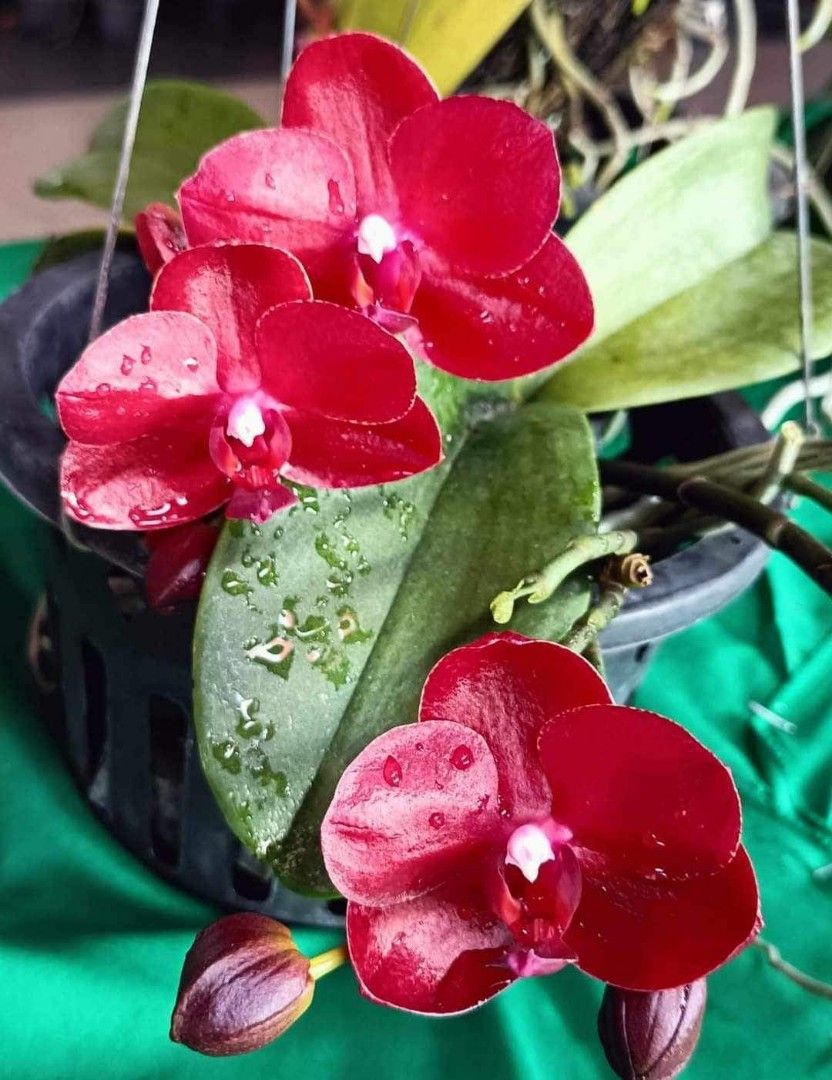 Phalanospsis mituo king x sib, Furniture & Home Living, Gardening ...