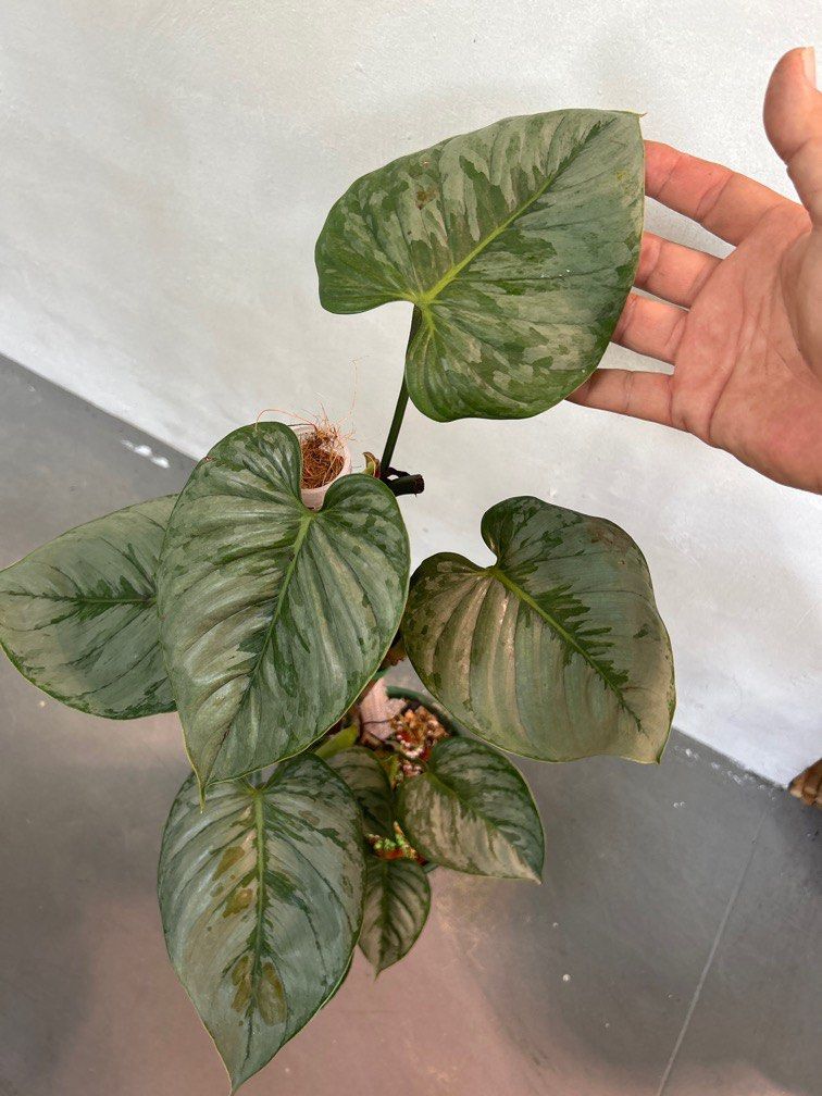 Philodendron Sodiroi with grow pole, Furniture & Home Living, Gardening ...