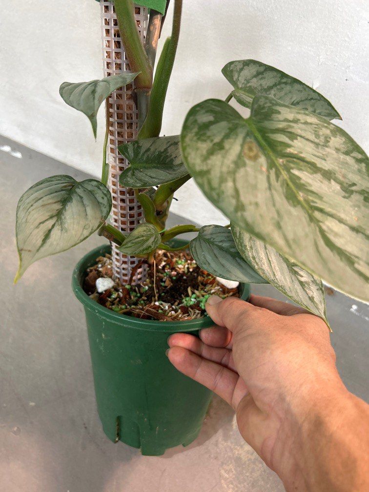 Philodendron Sodiroi with grow pole, Furniture & Home Living, Gardening ...