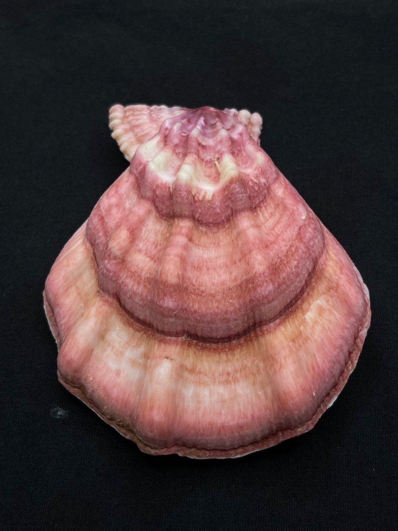 Seashell Swift’s Scallop, Hobbies & Toys, Memorabilia & Collectibles ...