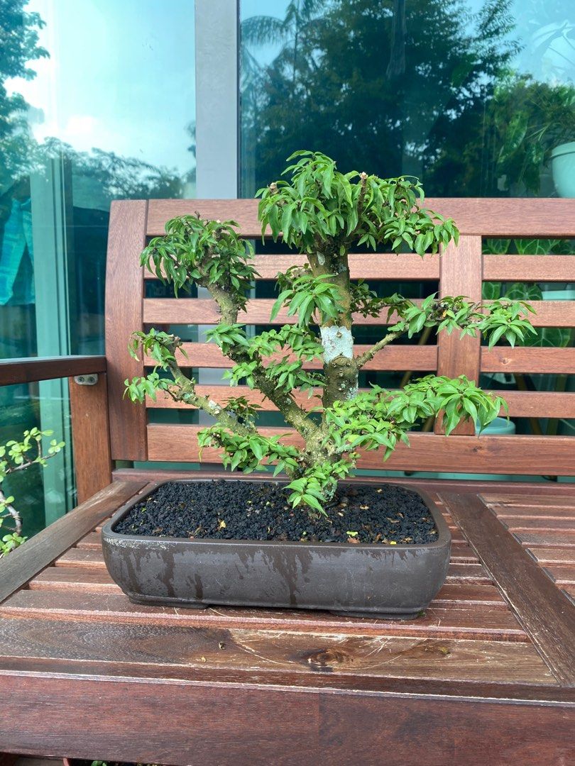 Shui mei shuimei bonsai Wrightia Religiosa small leaves water jasmine ...