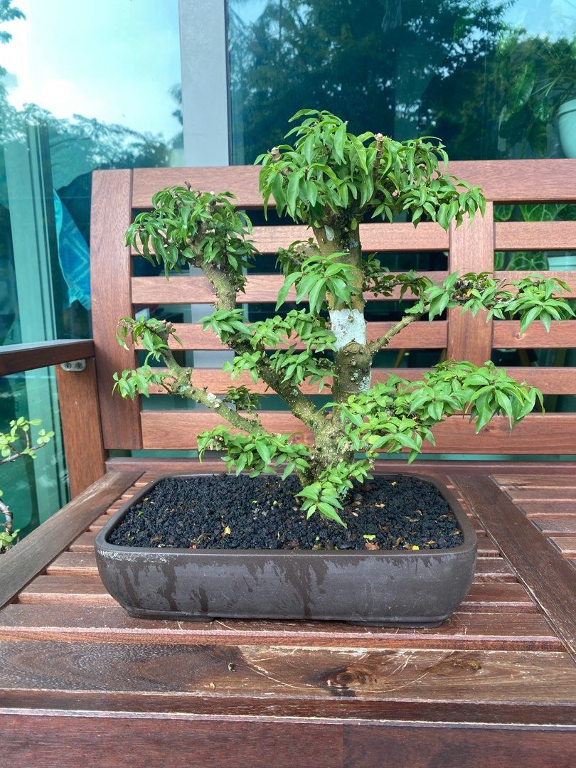 Shui mei shuimei bonsai Wrightia Religiosa small leaves water jasmine ...