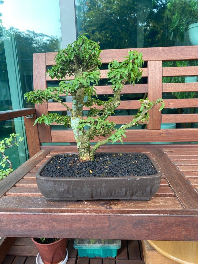 Shui mei shuimei bonsai Wrightia Religiosa small leaves water jasmine ...