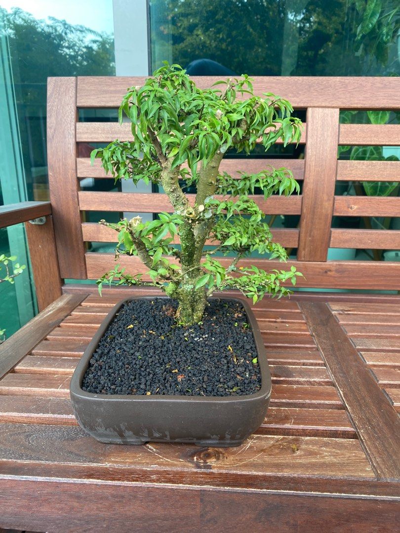 Shui mei shuimei bonsai Wrightia Religiosa small leaves water jasmine ...