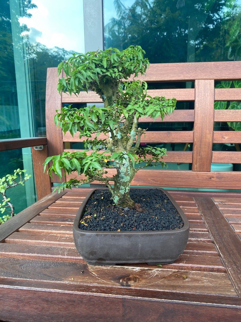 Shui mei shuimei bonsai Wrightia Religiosa small leaves water jasmine ...