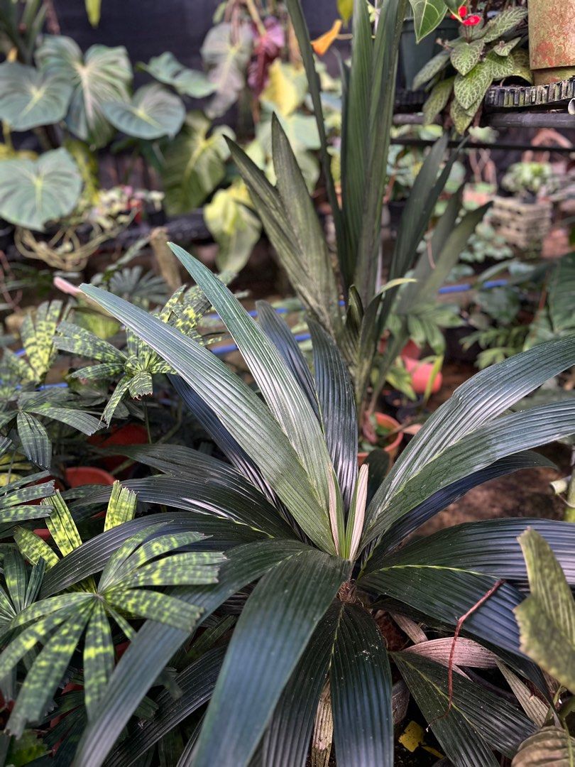 Sommieria leucophylla, Furniture & Home Living, Gardening, Plants ...