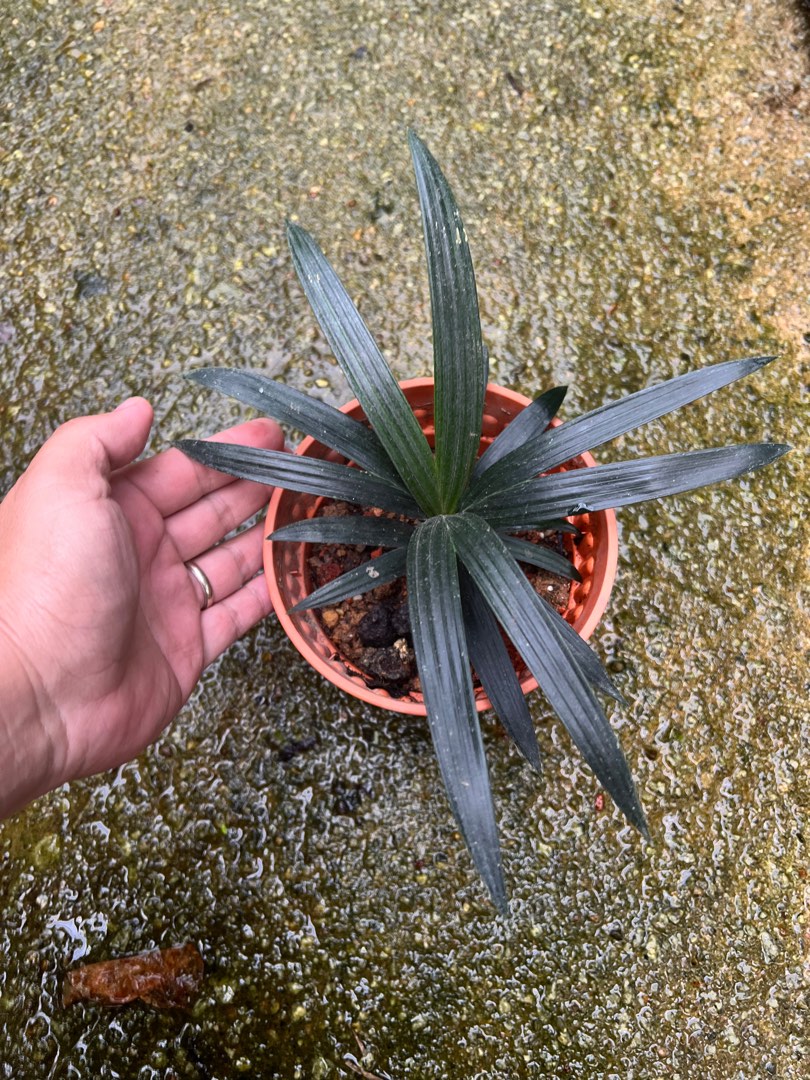 Sommieria leucophylla, Furniture & Home Living, Gardening, Plants ...