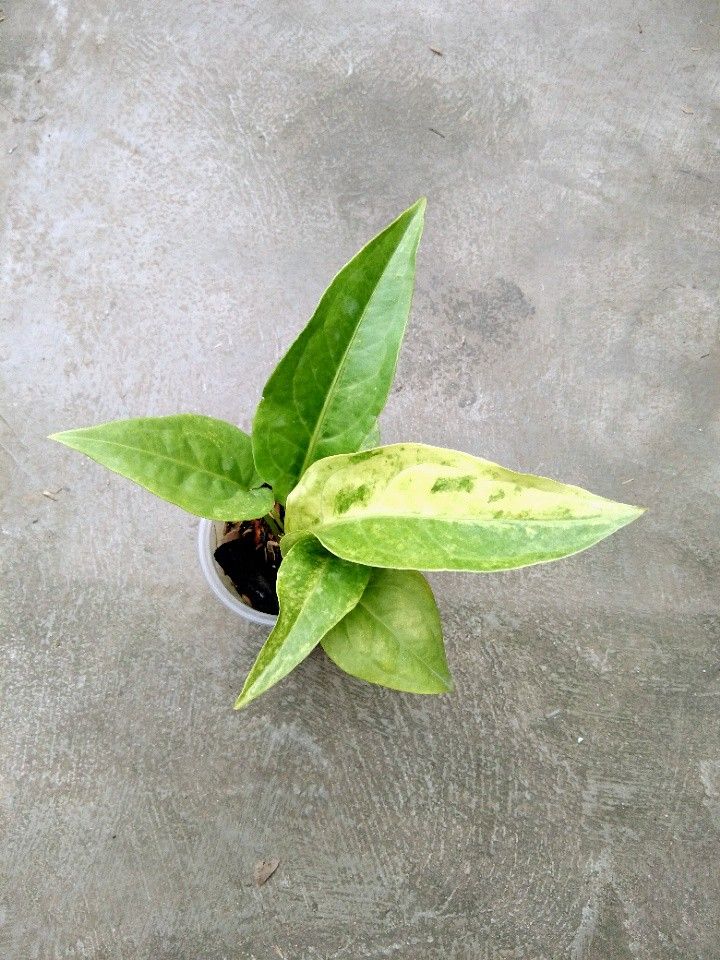 Anthfol Yellow Series, Furniture & Home Living, Gardening, Plants ...