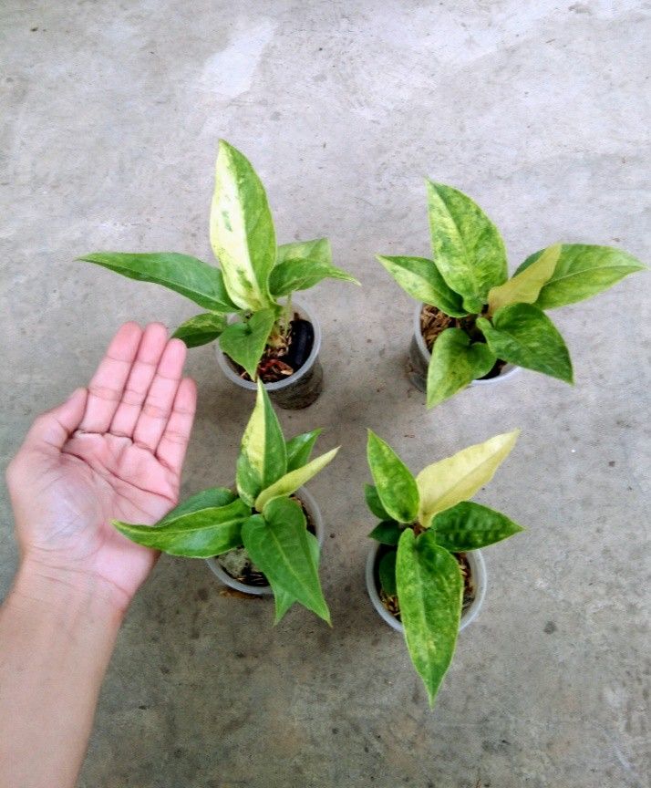 Anthfol Yellow Series, Furniture & Home Living, Gardening, Plants ...
