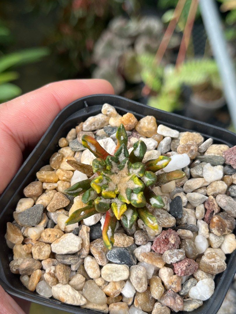 ariocarpus kotschoubeyanus variegated, Furniture & Home Living ...