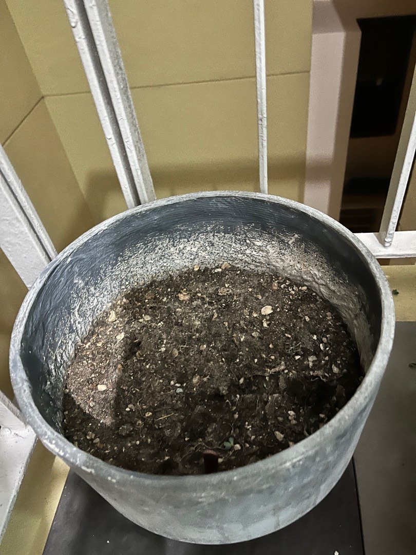 Big ceramic pot with soil, Furniture & Home Living, Gardening, Pots ...