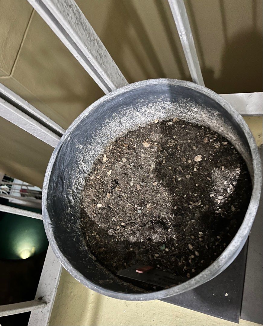 Big ceramic pot with soil, Furniture & Home Living, Gardening, Pots ...