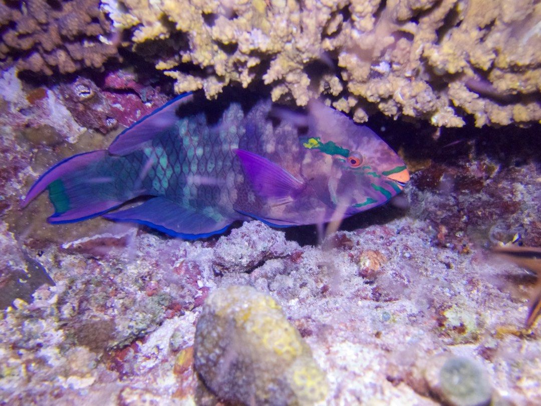 Canon G15 + underwater housing + accessories, Photography, Cameras on ...