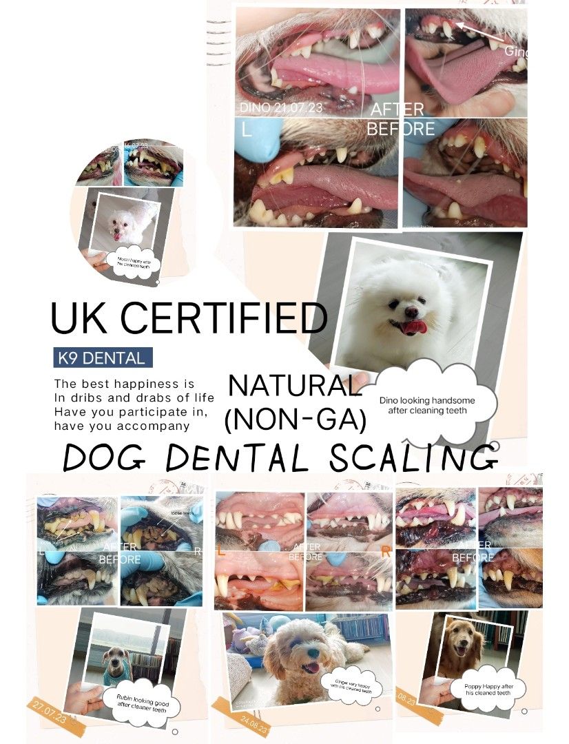 DOG DENTAL SCALING (NON-GA), Pet Supplies, Health & Grooming on Carousell