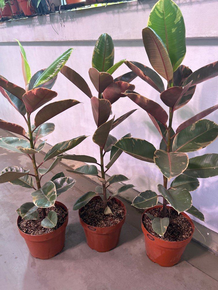 Ficus Elastica Ruby 1m tall $20 each, Furniture & Home Living ...