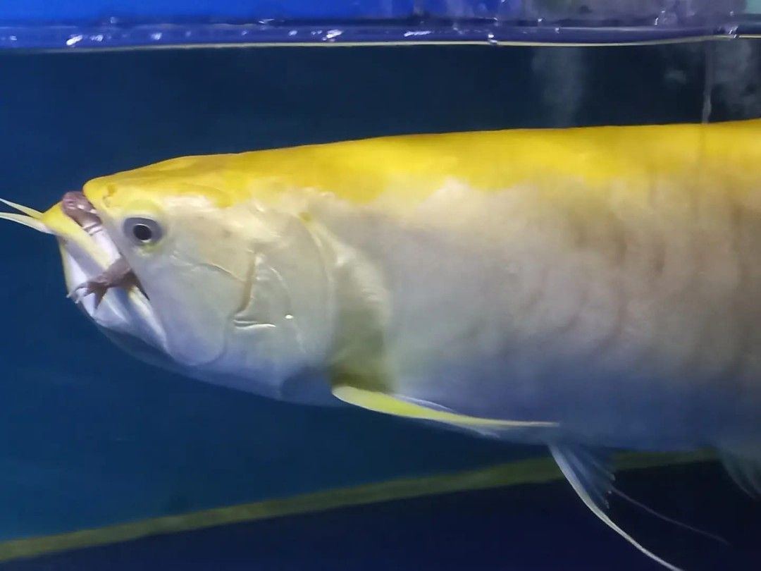 Ikan Arwana Kuning