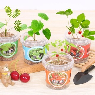 [SG] DIY Mini Plant Kit for Kids My Little Garden Series Easy to Grow ...