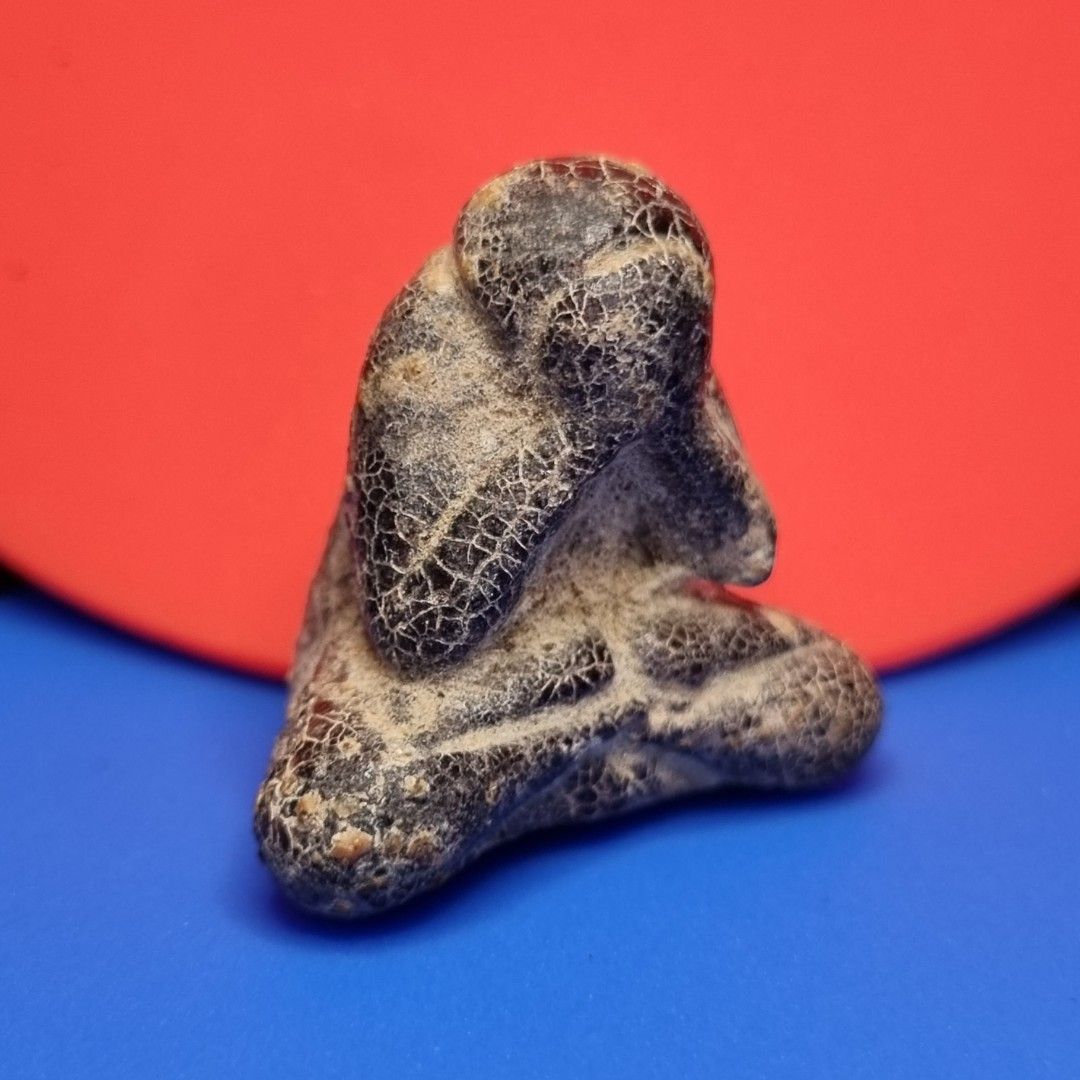 Tok Raja Snake Skin Pidta BE 2480, Everything Else on Carousell