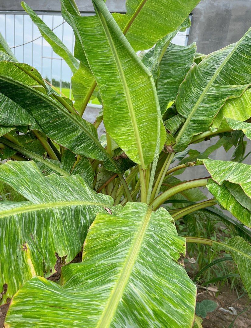 banana variegated musa "jungle gem", Furniture & Home Living, Gardening ...