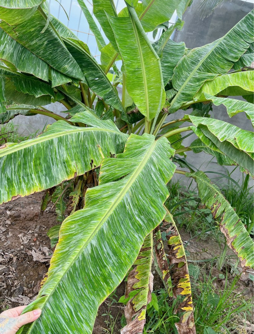 banana variegated musa "jungle gem", Furniture & Home Living, Gardening ...