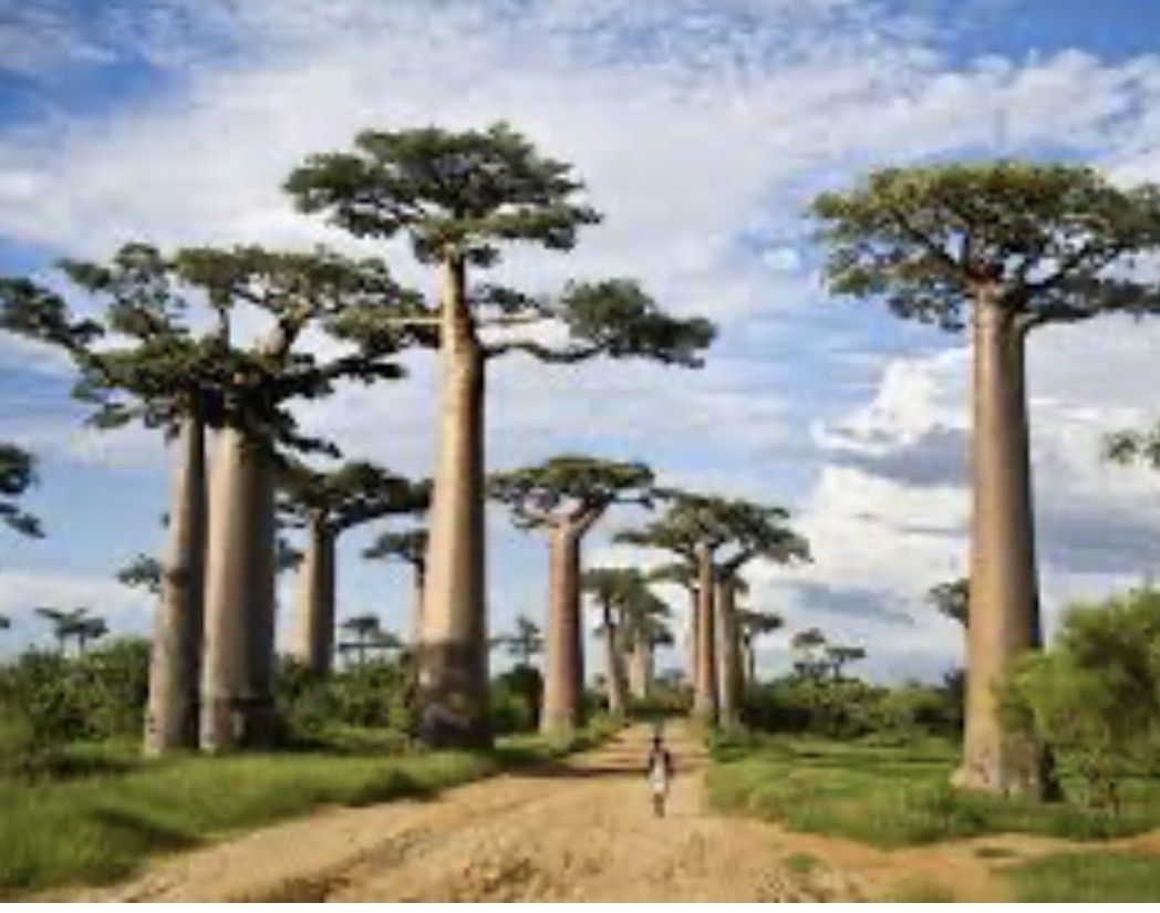 Bare root baobab tree, Furniture & Home Living, Gardening, Plants ...