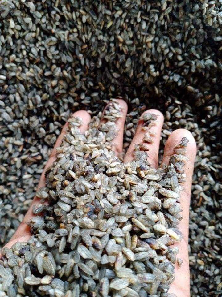 DUOM /DUDUMEN/DURUMEN on Carousell