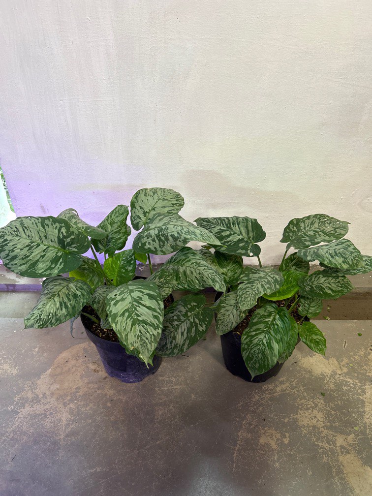 Homalomena Wallisii Army . $19 Each, Furniture & Home Living, Gardening ...