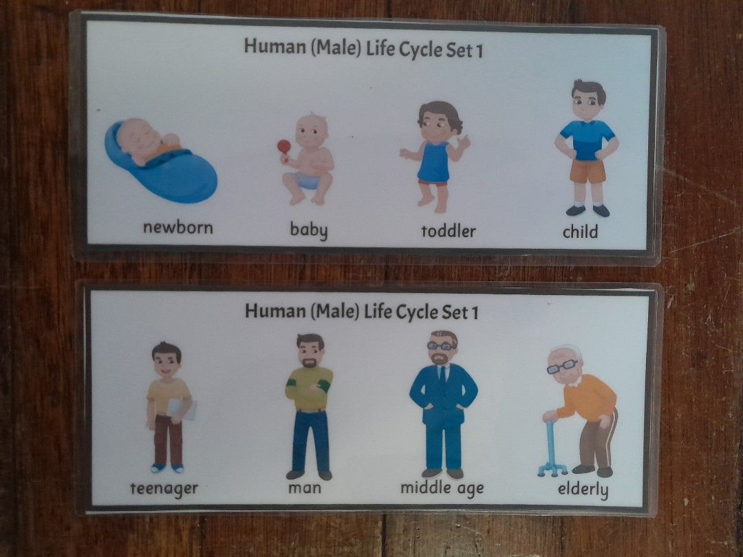 Laminated Human Life Cycle on Carousell