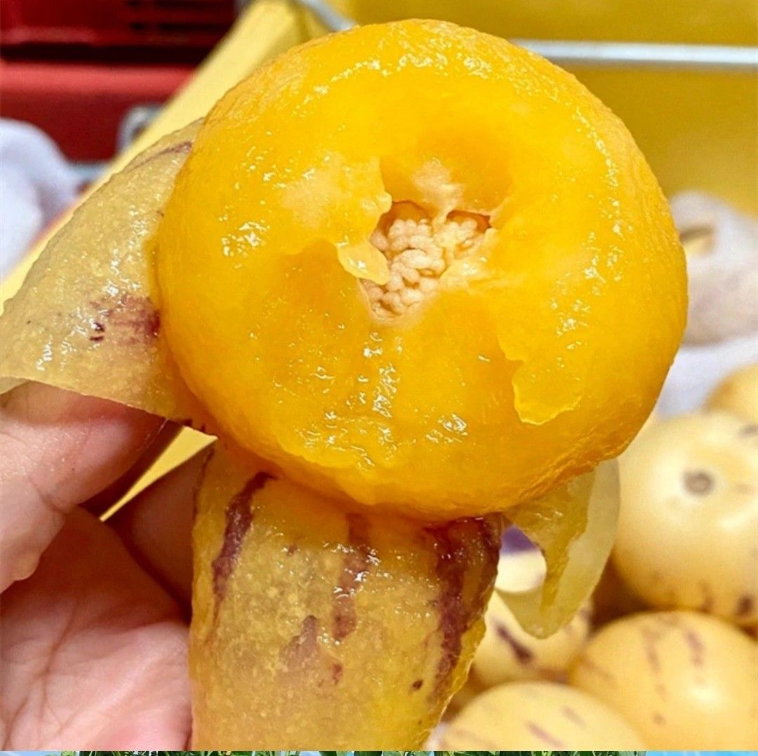 Pepino Melon fruit Plants indoor, Furniture & Home Living, Gardening ...