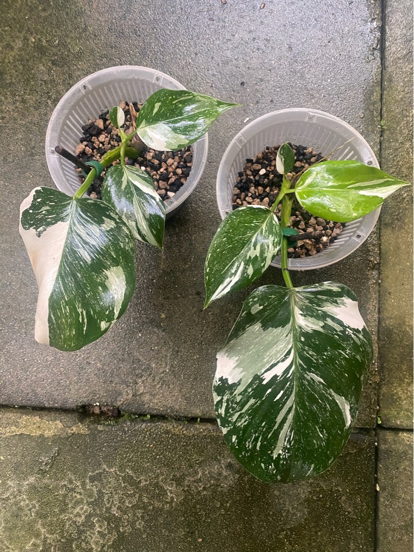 Philodendron White Wizard Marble, Furniture & Home Living, Gardening ...