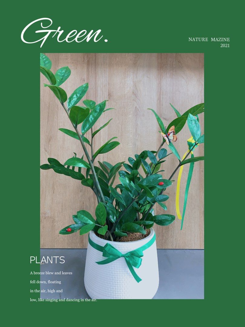 Zz plant / Pokok zz -( big size /besar), Furniture & Home Living ...