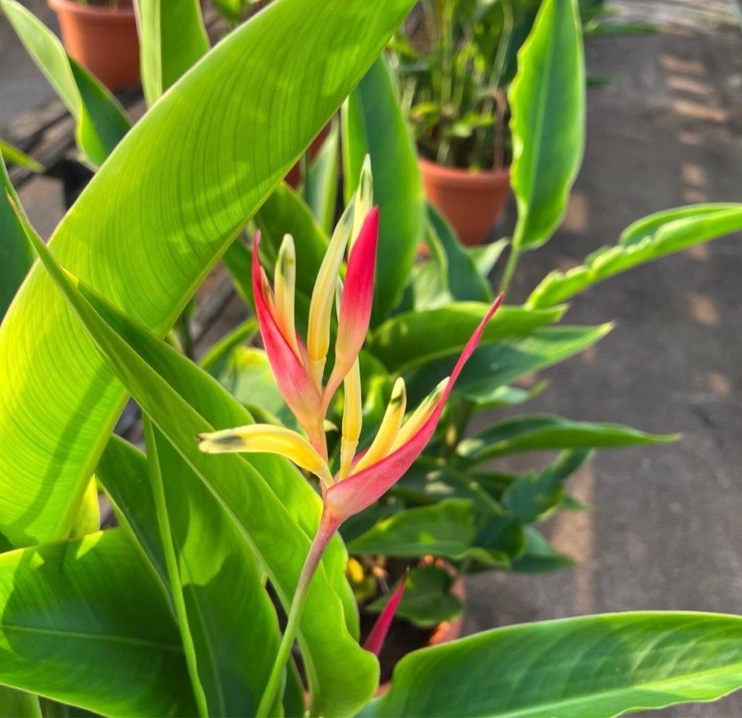 Heliconia Psittacorum 'Lady Di' (1m), Furniture & Home Living ...