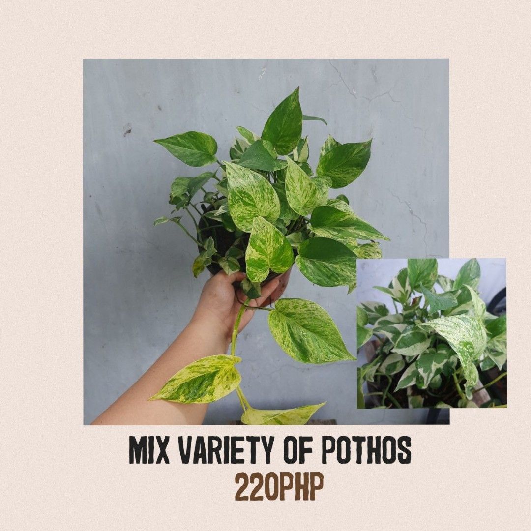 Mixed Pothos, Furniture & Home Living, Gardening, Plants & Seeds on ...