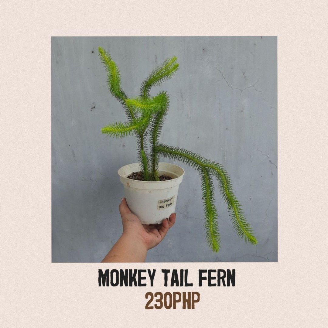 Monkey Tail Fern, Furniture & Home Living, Gardening, Plants & Seeds on ...