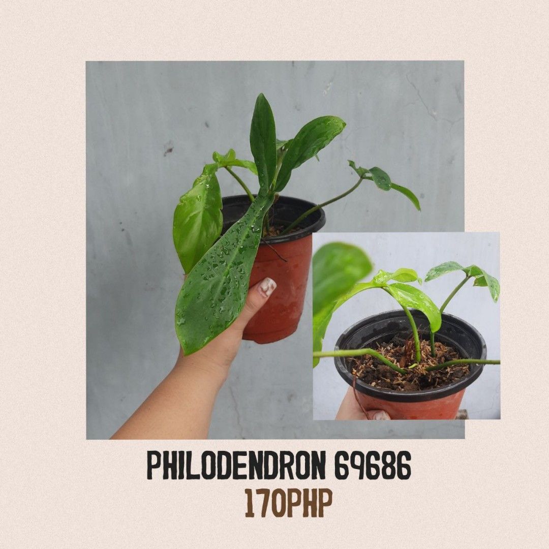 Philodendron 69686, Furniture & Home Living, Gardening, Plants & Seeds ...