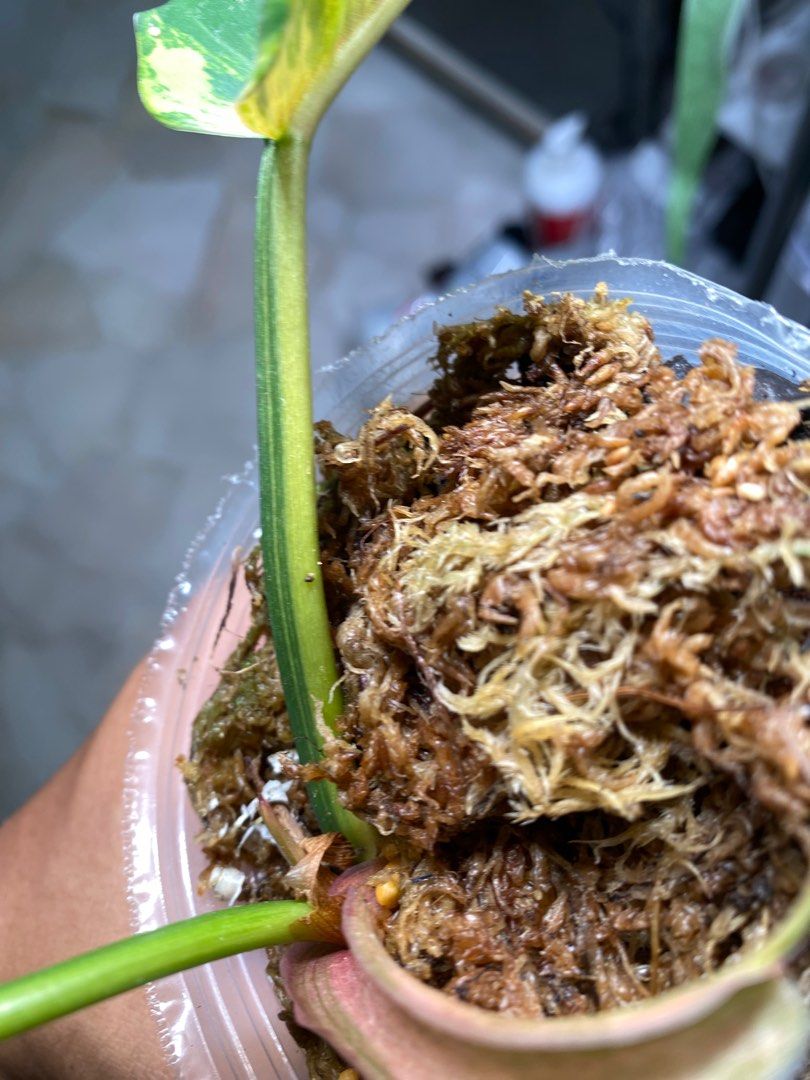 Philodendron caramel marble, Furniture & Home Living, Gardening, Plants ...