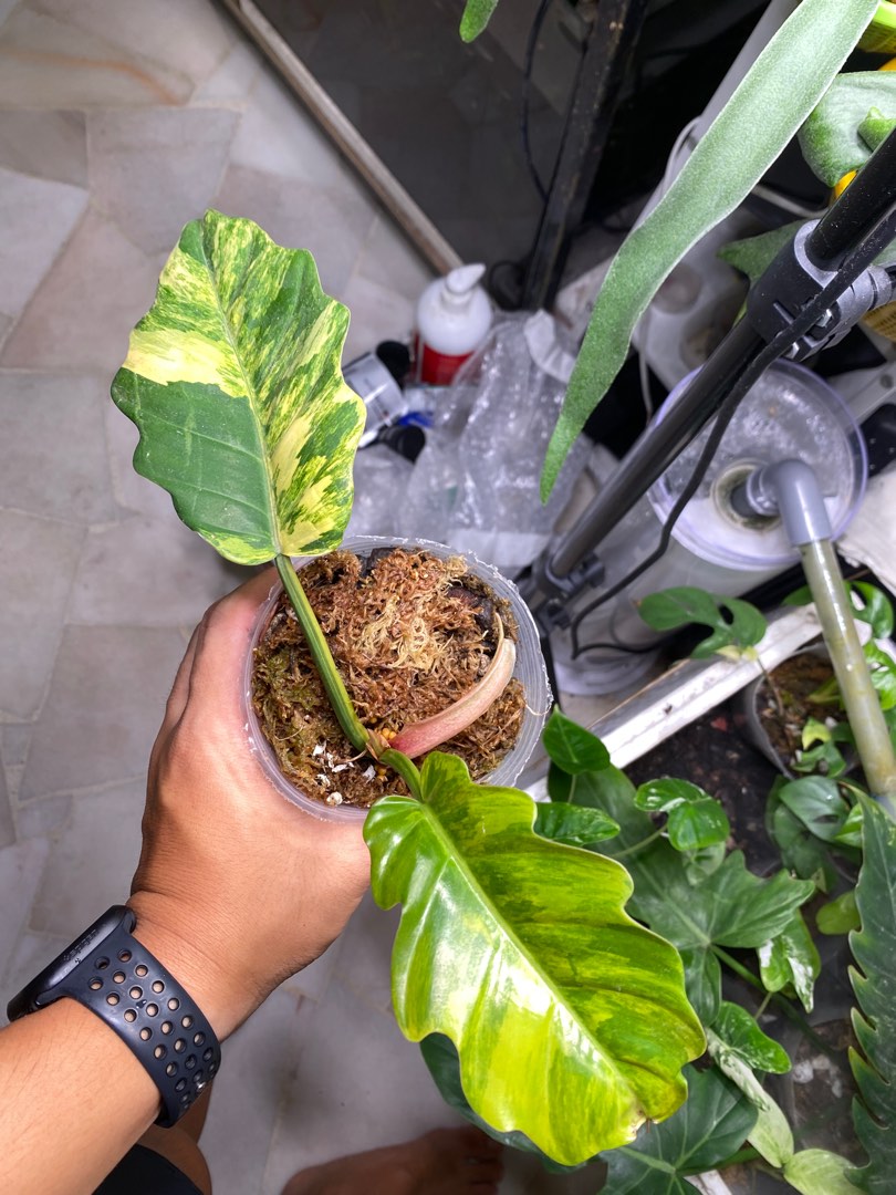 Philodendron caramel marble, Furniture & Home Living, Gardening, Plants ...