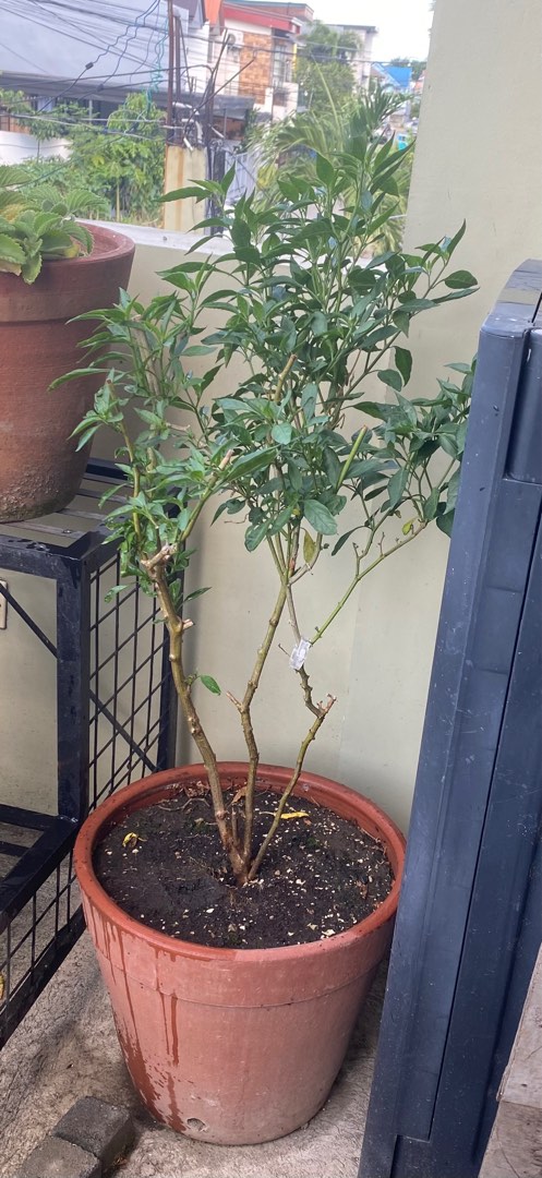 Siling labuyo in a pot, Furniture & Home Living, Gardening, Plants ...