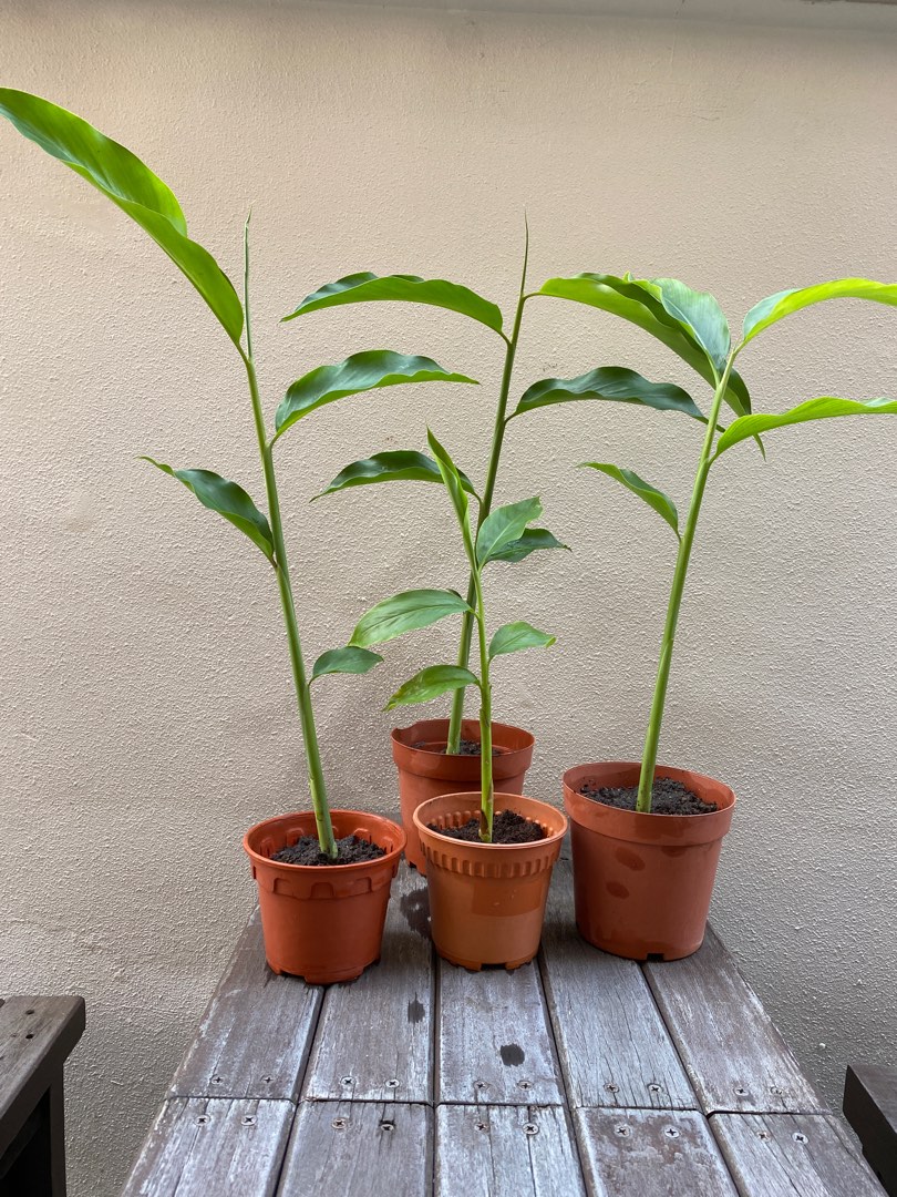 Torch Ginger, Furniture & Home Living, Gardening, Plants & Seeds on ...